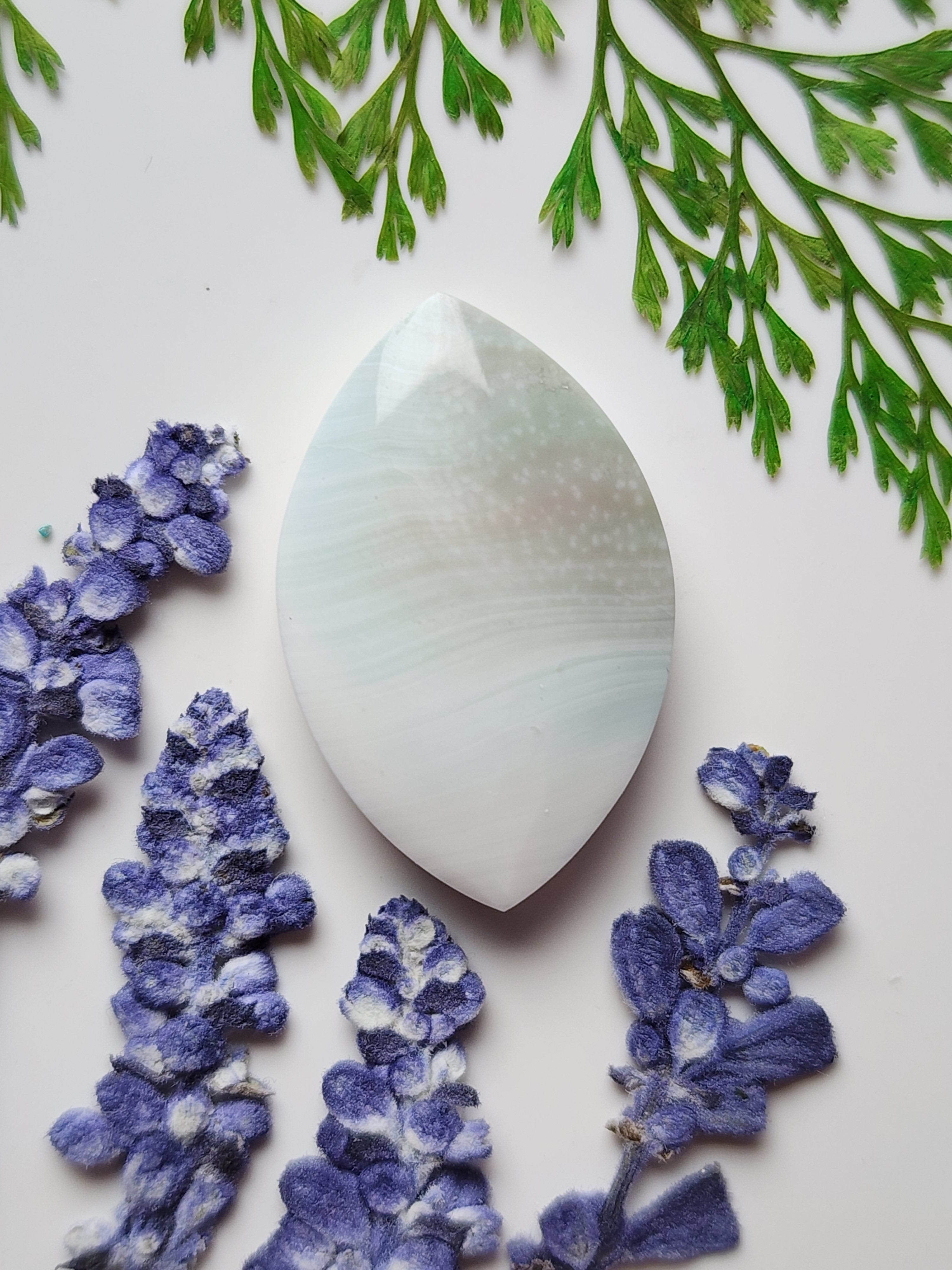 Shiva shell – Salmon Brook Lapidary