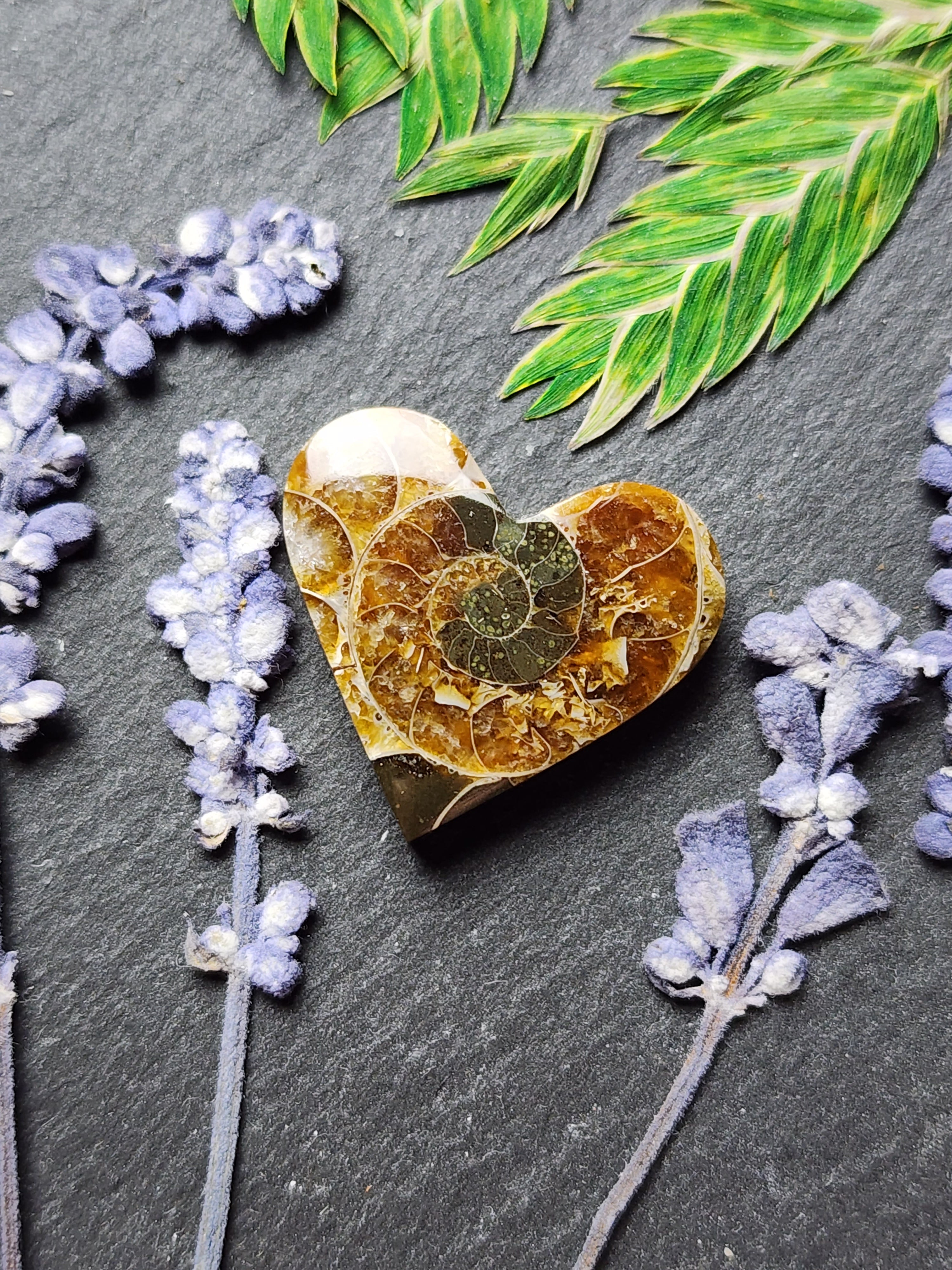 Ammonite Fossil heart – Salmon Brook Lapidary
